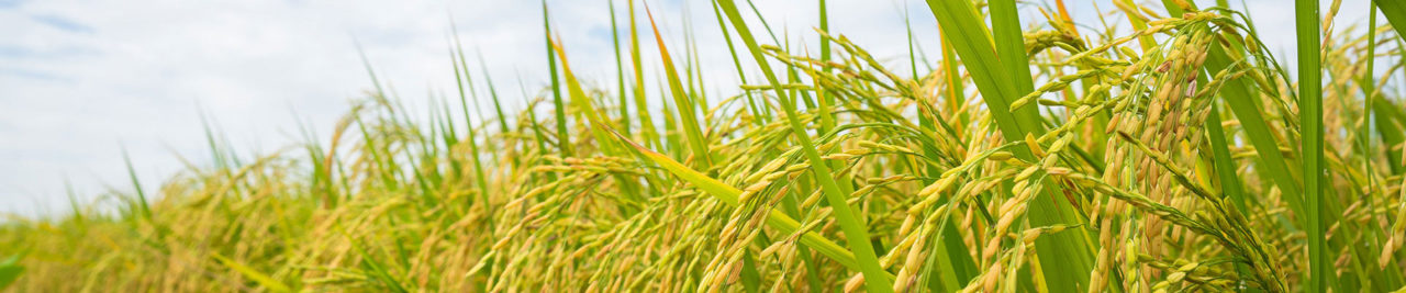 Quality Rice Products | Gold Delta Myanmar